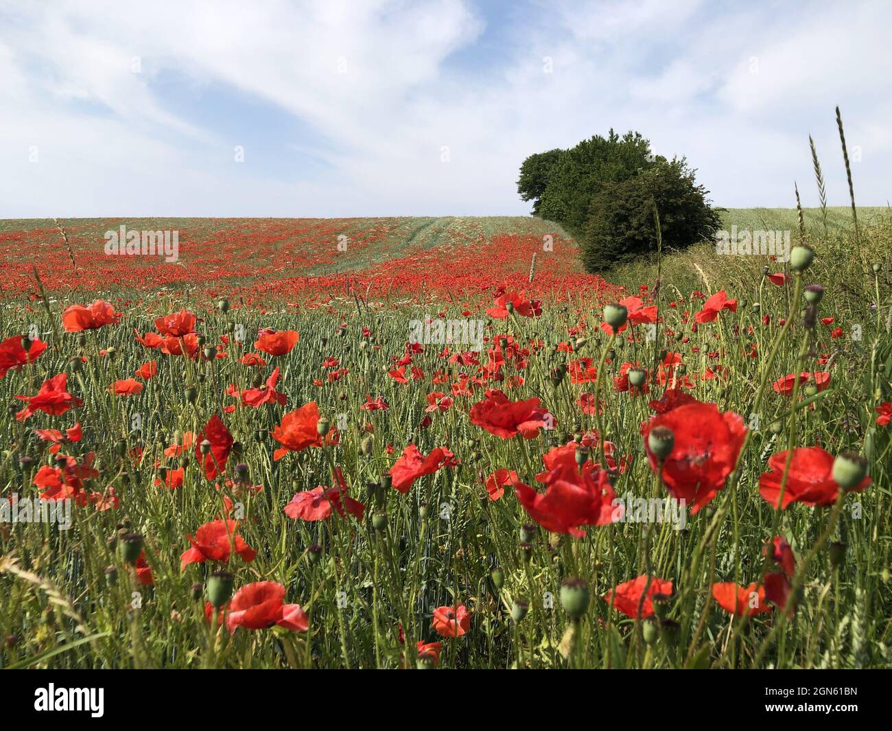 Shot of red poppies growing in a huge field with a tree on a bright day ...