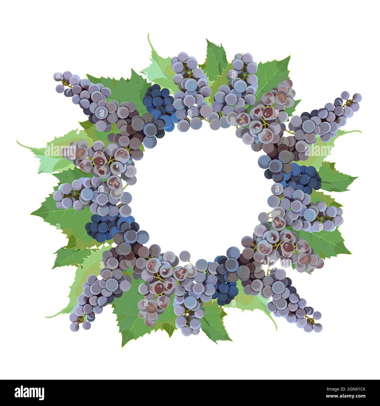 frame, wreath of bunches and leaves of Isabella grapes on a white ...
