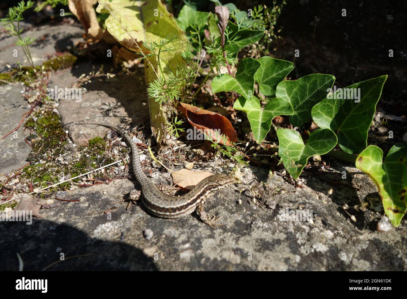 Overhead shot of a lizard on a stone with green plants on side under ...