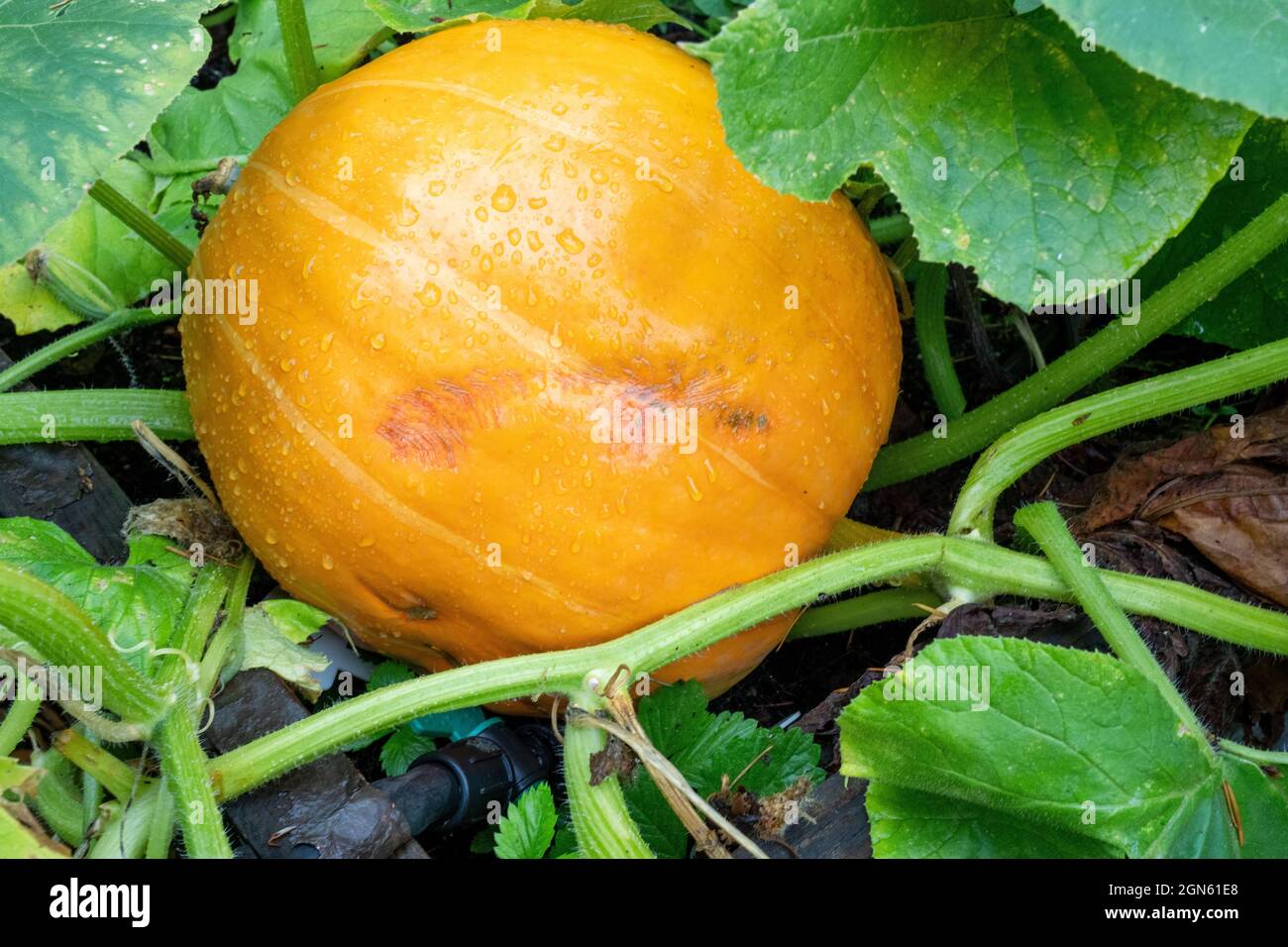 Pumpkin growing on vine hi-res stock photography and images - Alamy