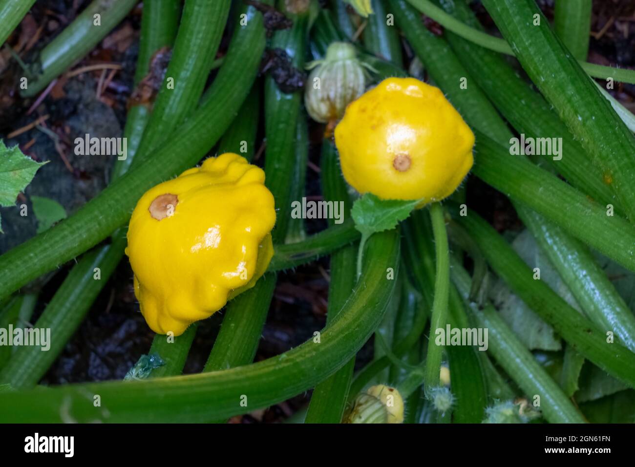 Issaquah, Washington, USA. Pattypan Squash plant, a summer squash ...