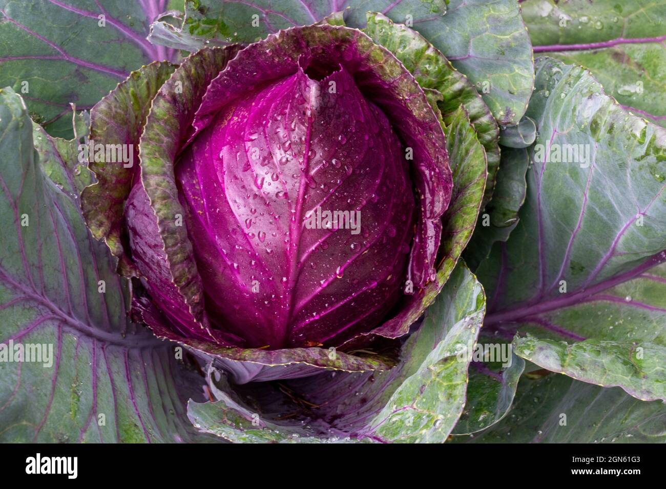 Issaquah, Washington, USA. Red Cabbage plant, ready to harvest Stock ...