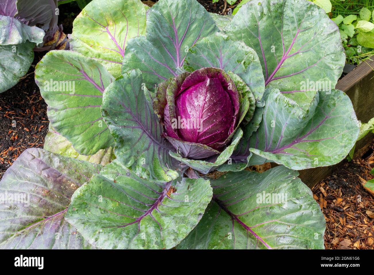 Issaquah, Washington, USA. Red Cabbage plant, ready to harvest Stock ...