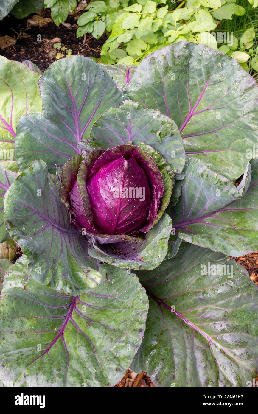 Issaquah, Washington, USA. Red Cabbage plant, ready to harvest Stock ...