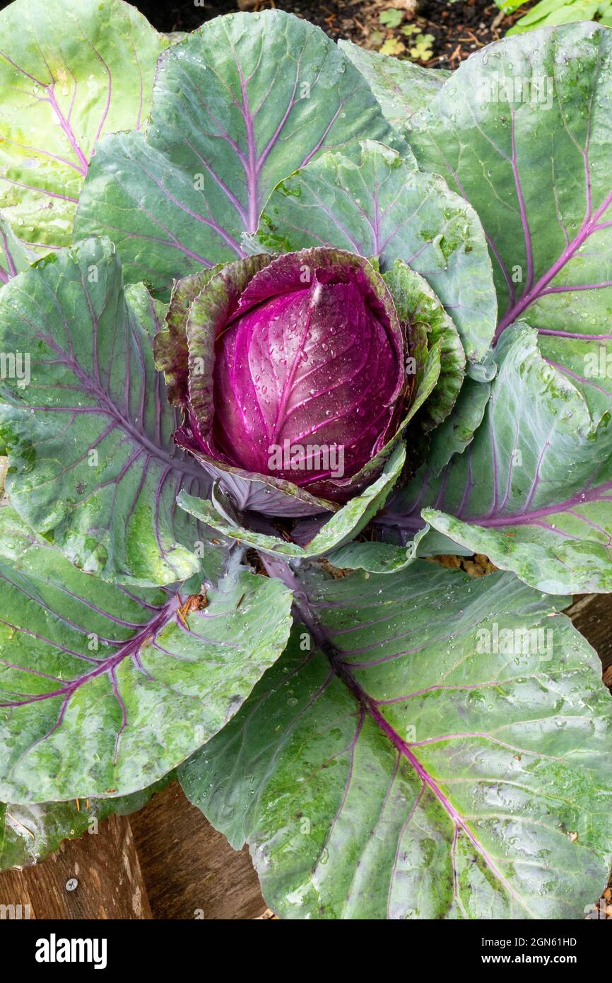 Red cabbage plant hi-res stock photography and images - Alamy