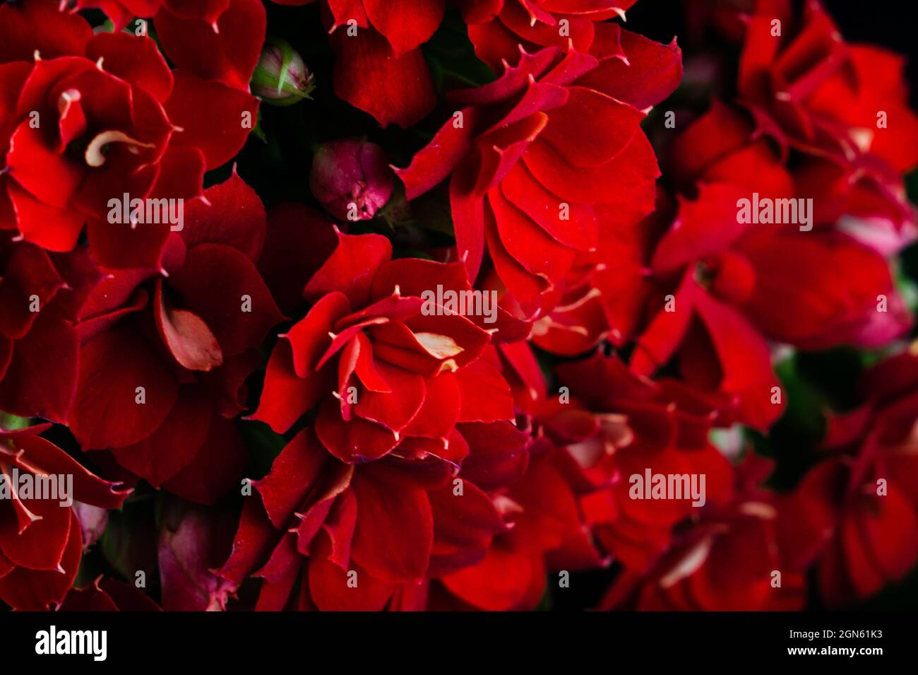 Closeup shot of Red Pelargonium (pelargonium hortorum) growing in the ...