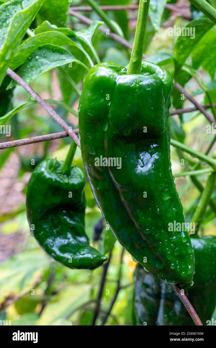 Issaquah, Washington, USA. The poblano (Capsicum annuum) is a mild ...