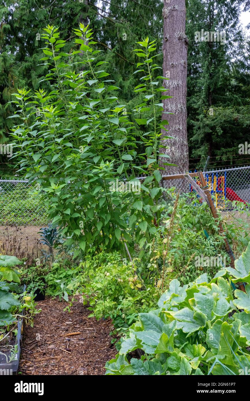 Choke plant hi-res stock photography and images - Alamy