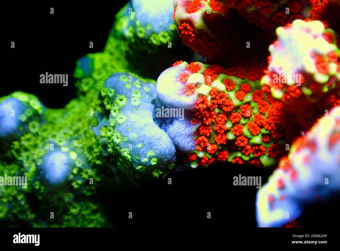 Tropic Montipora sps coral in close up scene in reef aquarium Stock ...