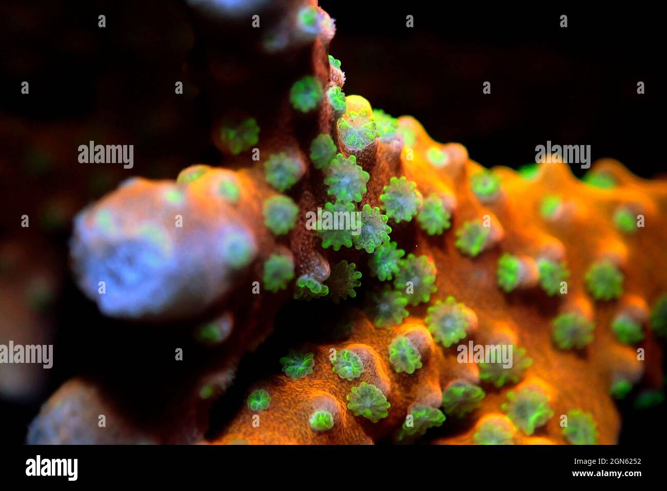 Tropic Montipora sps coral in close up scene in reef aquarium Stock ...