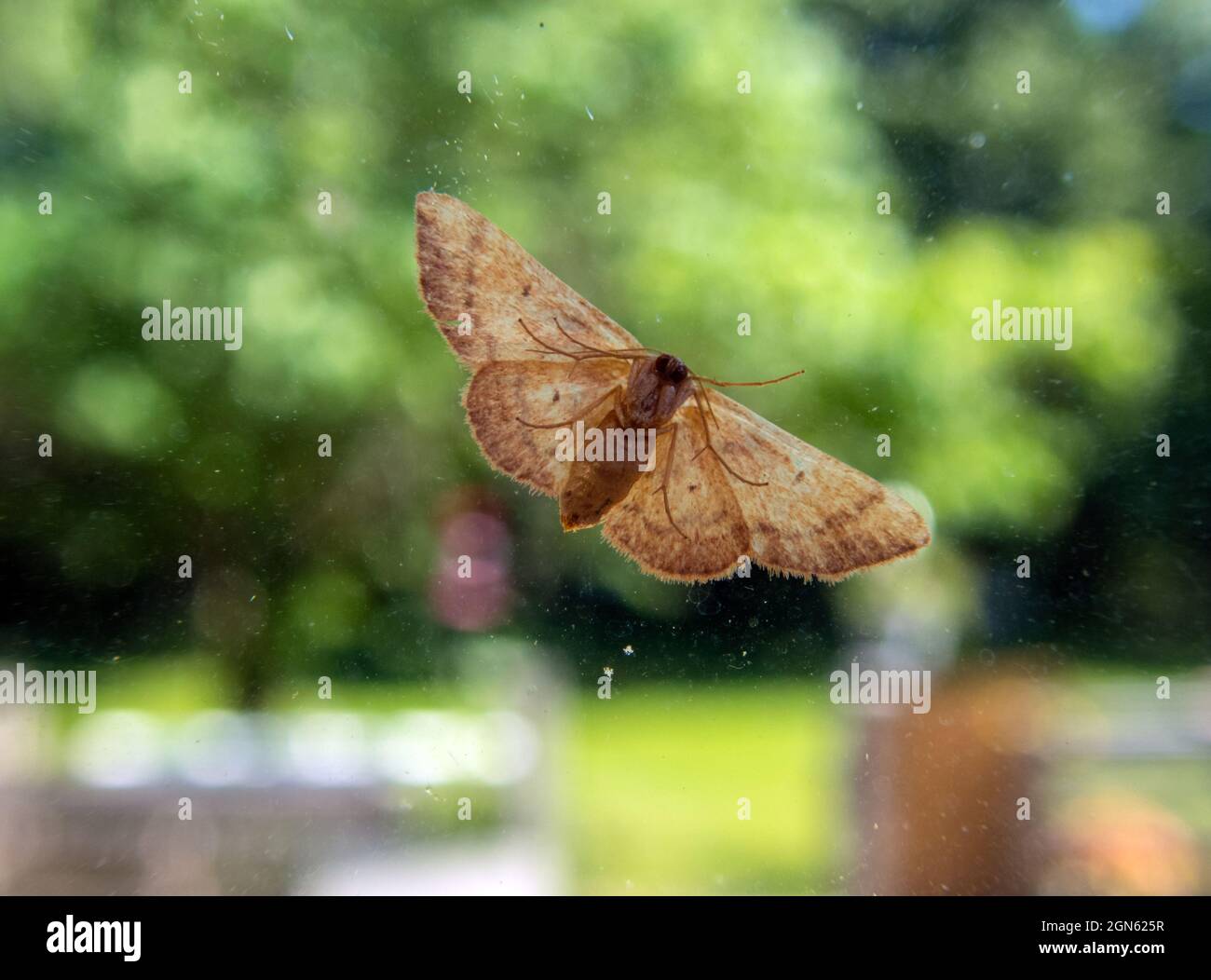 A close up look at the underside of a small moth. This view is through ...