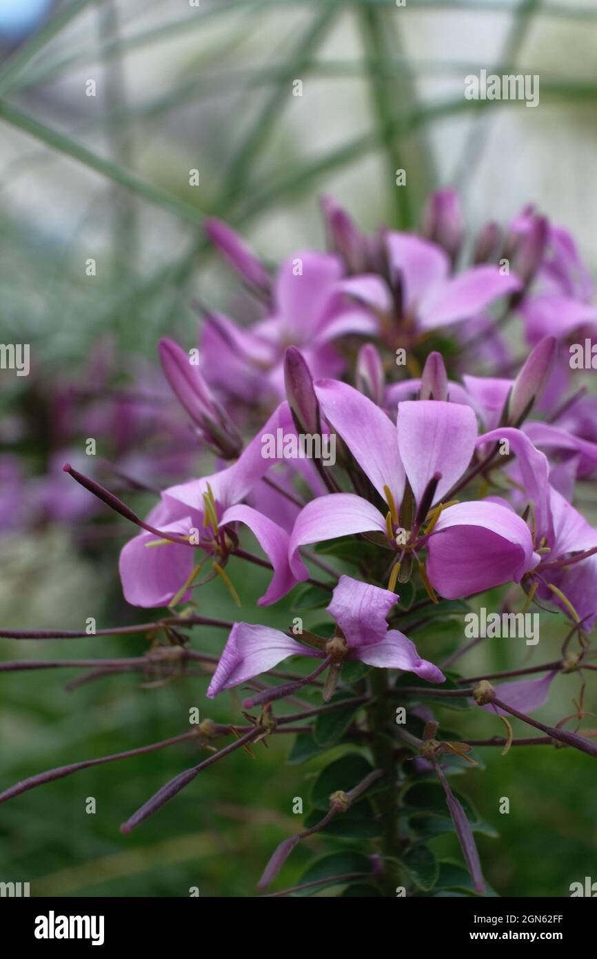 Vertical shot of a purple flower in a garden with blurred background ...