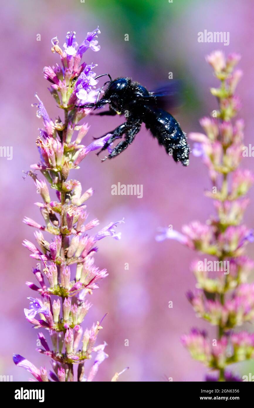 Flying insects bee hi-res stock photography and images - Alamy