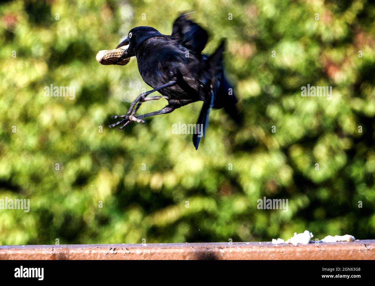 Crackle bird hi-res stock photography and images - Alamy