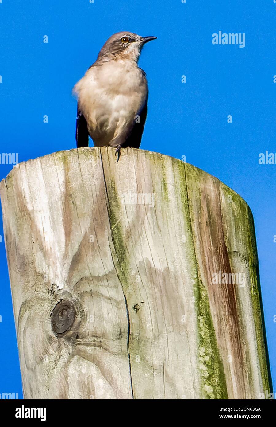 Utility pole bird hi-res stock photography and images - Alamy