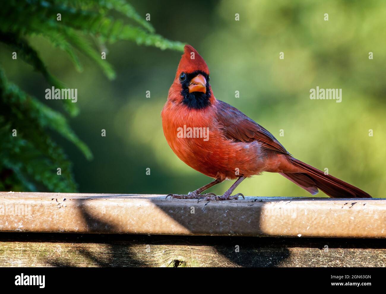 Male Northern Cardinal sits on the back yard deck fence Stock Photo - Alamy