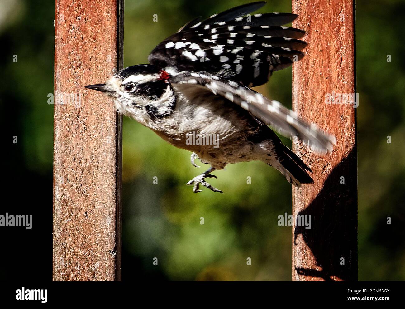 Downy Woodpecker flies off from the deck Stock Photo - Alamy