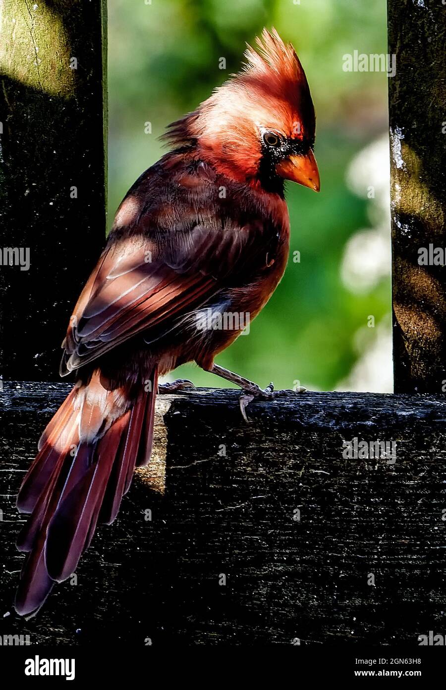 Male Northern Cardinal sits on the back yard deck fence Stock Photo - Alamy