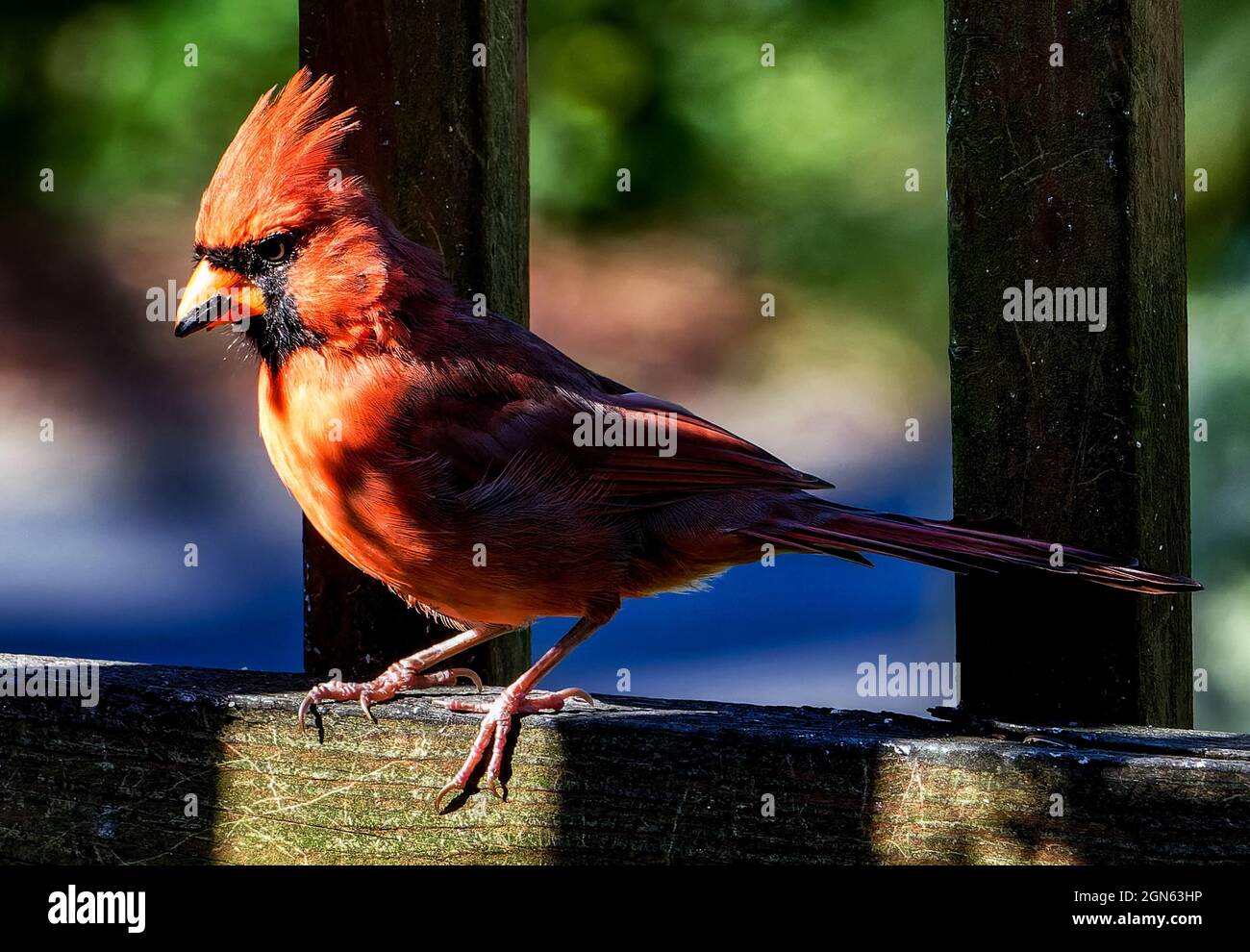 Male Northern Cardinal sits on the back yard deck fence Stock Photo - Alamy