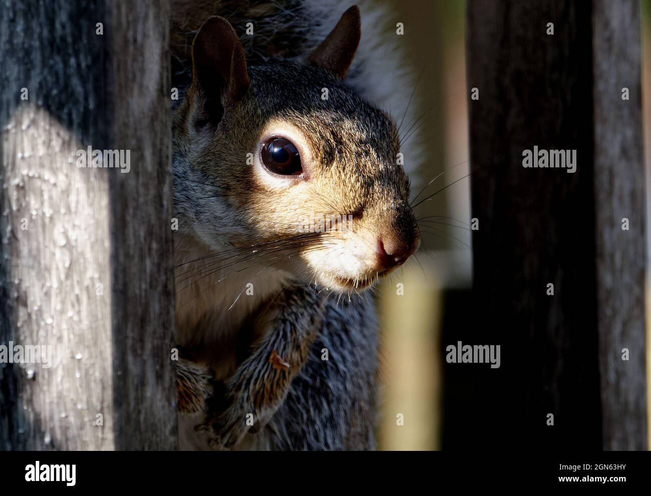 Squirrel looks out at the camera Stock Photo - Alamy