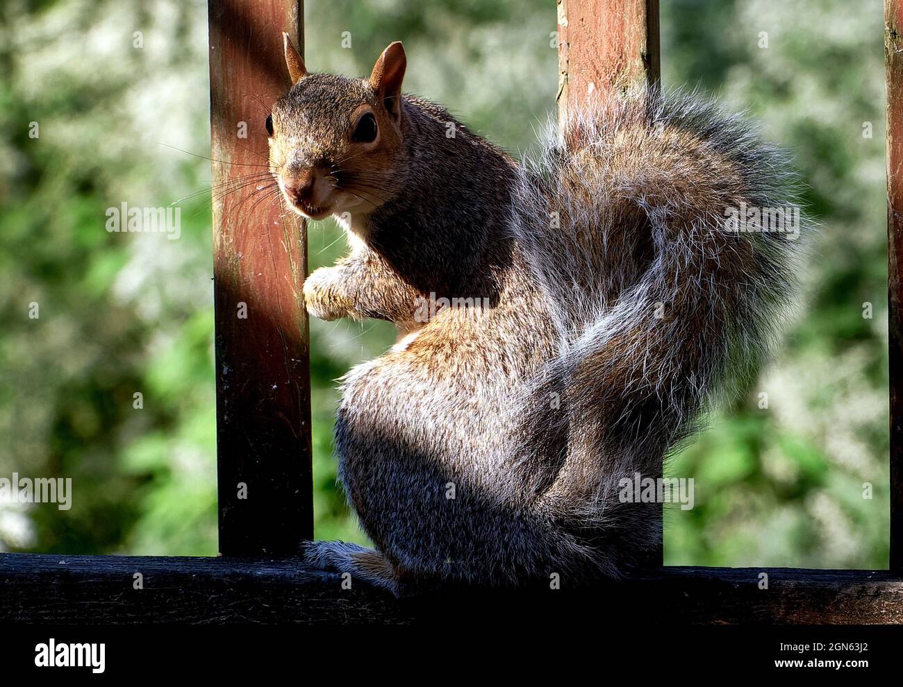 Squirrel looks out at the camera Stock Photo - Alamy