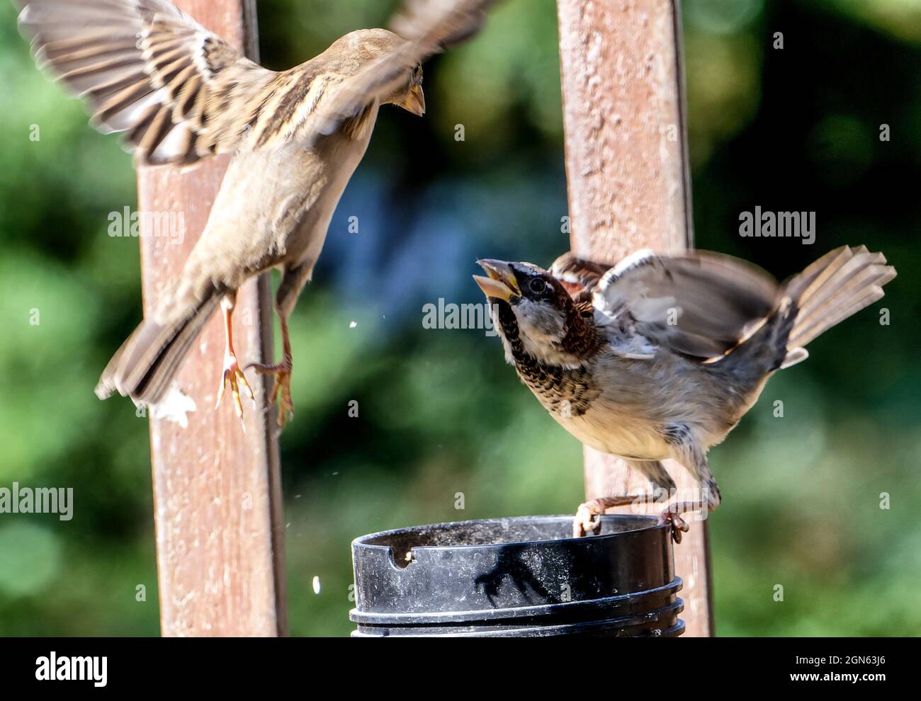 Angry birds face off at the feeder Stock Photo - Alamy