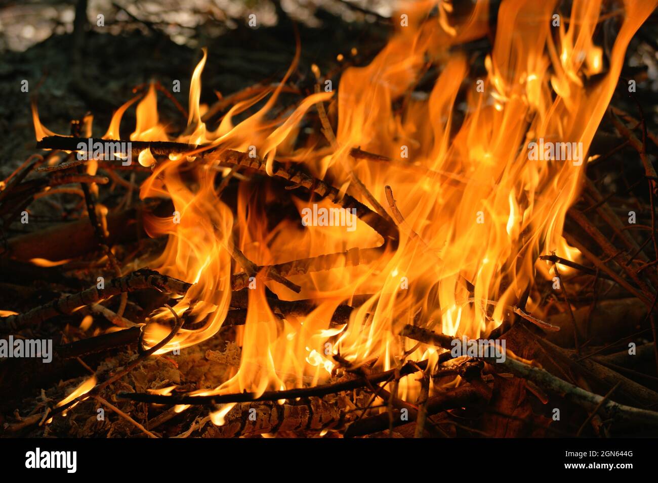 Fire of sticks and branches on forest floor with orange and yellow ...