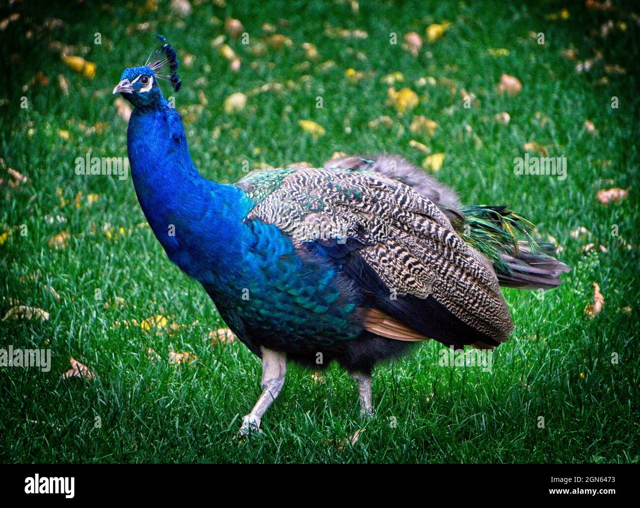 blue peafowl, Calgary Zoo Alberta Stock Photo - Alamy