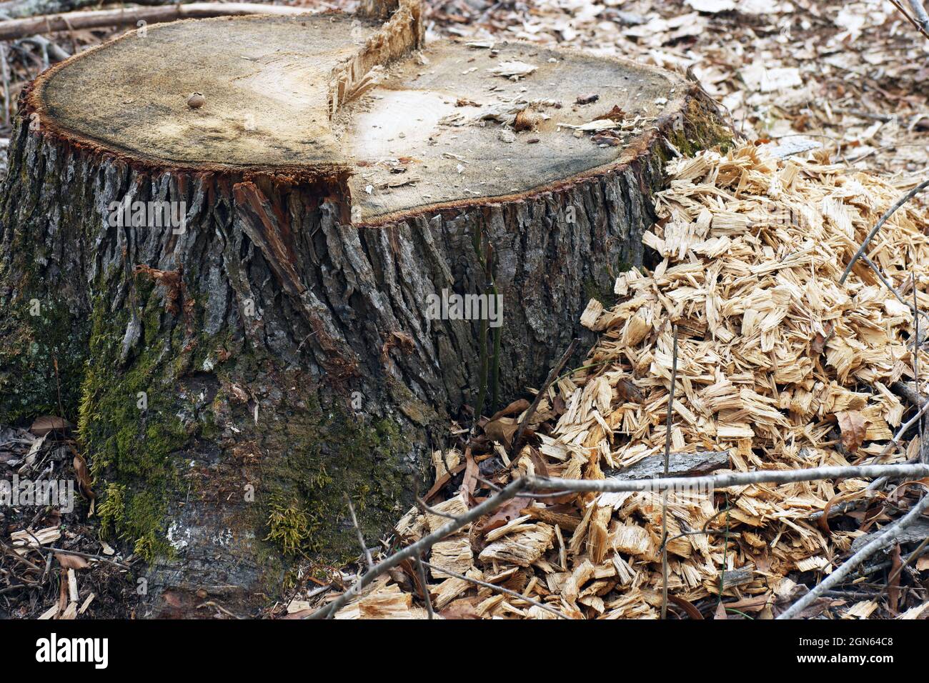 Freshly cut tree stump with shavings Stock Photo - Alamy