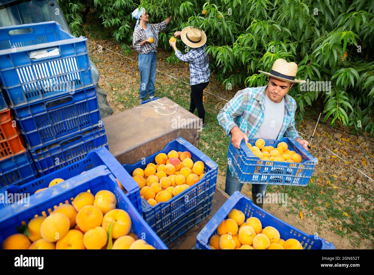 Growing peaches container hi-res stock photography and images - Alamy