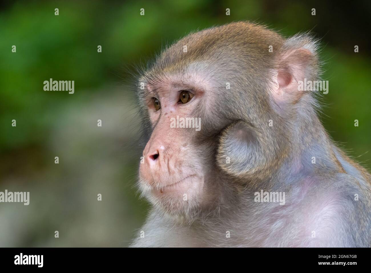 Portrait of a Rhesus macaque monkey in Guilin, Guangxi province, China ...