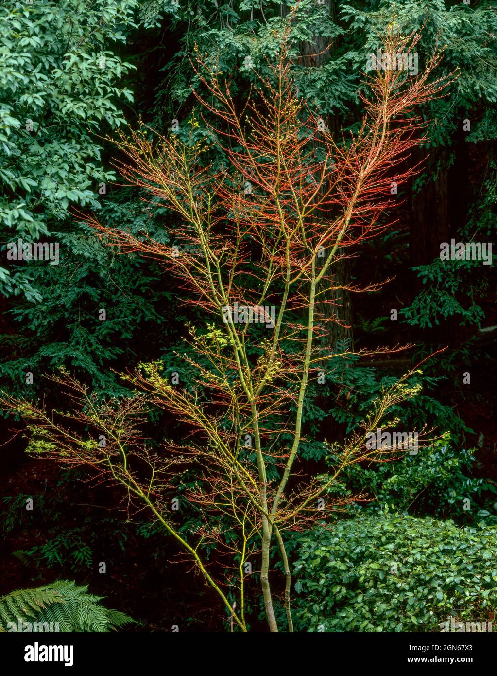 Budding japanese maple hi-res stock photography and images - Alamy