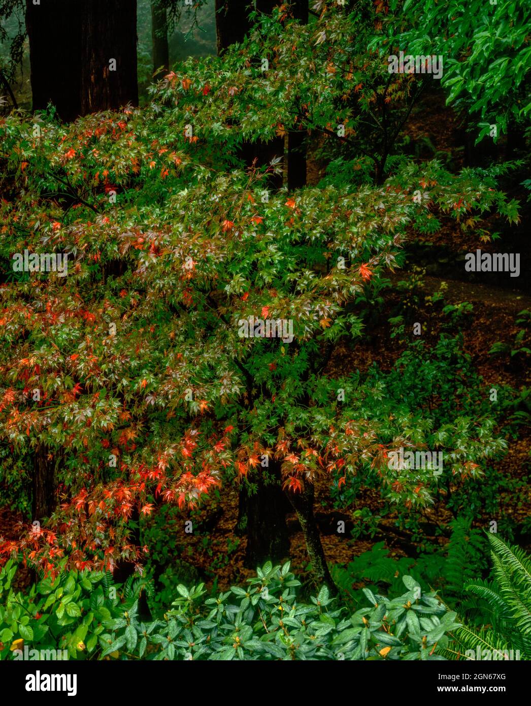 Japanese Maple, Fern Canyon Gardens, Mill Valley, California Stock ...