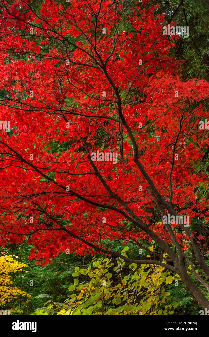 Japanese Maple, Fern Canyon Gardens, Mill Valley, California Stock ...