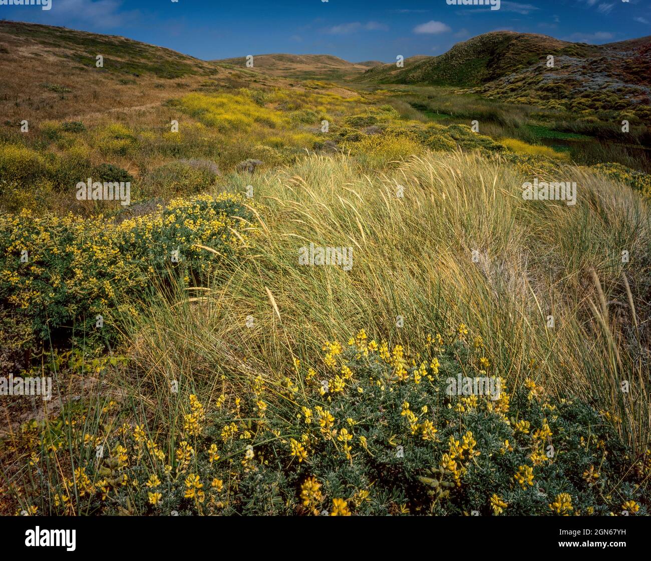 Yellow Lupin, Kehoe Lagoon, Point Reyes National Seashore, Marin County ...