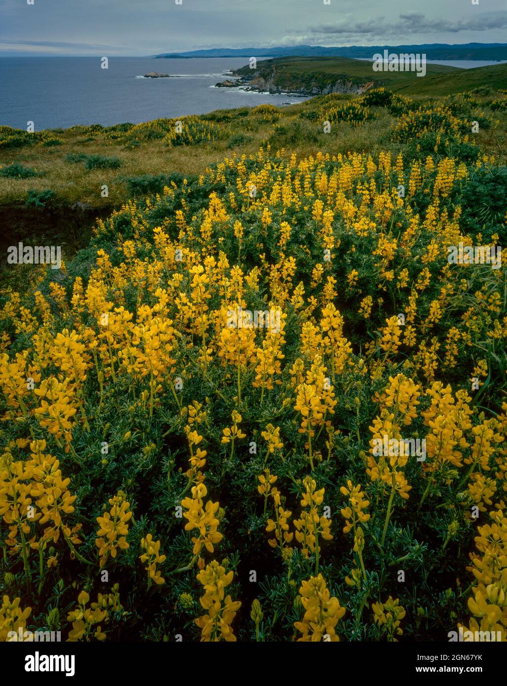 Yellow Tree Lupines, Tomales Point, Point Reyes National Seashore ...