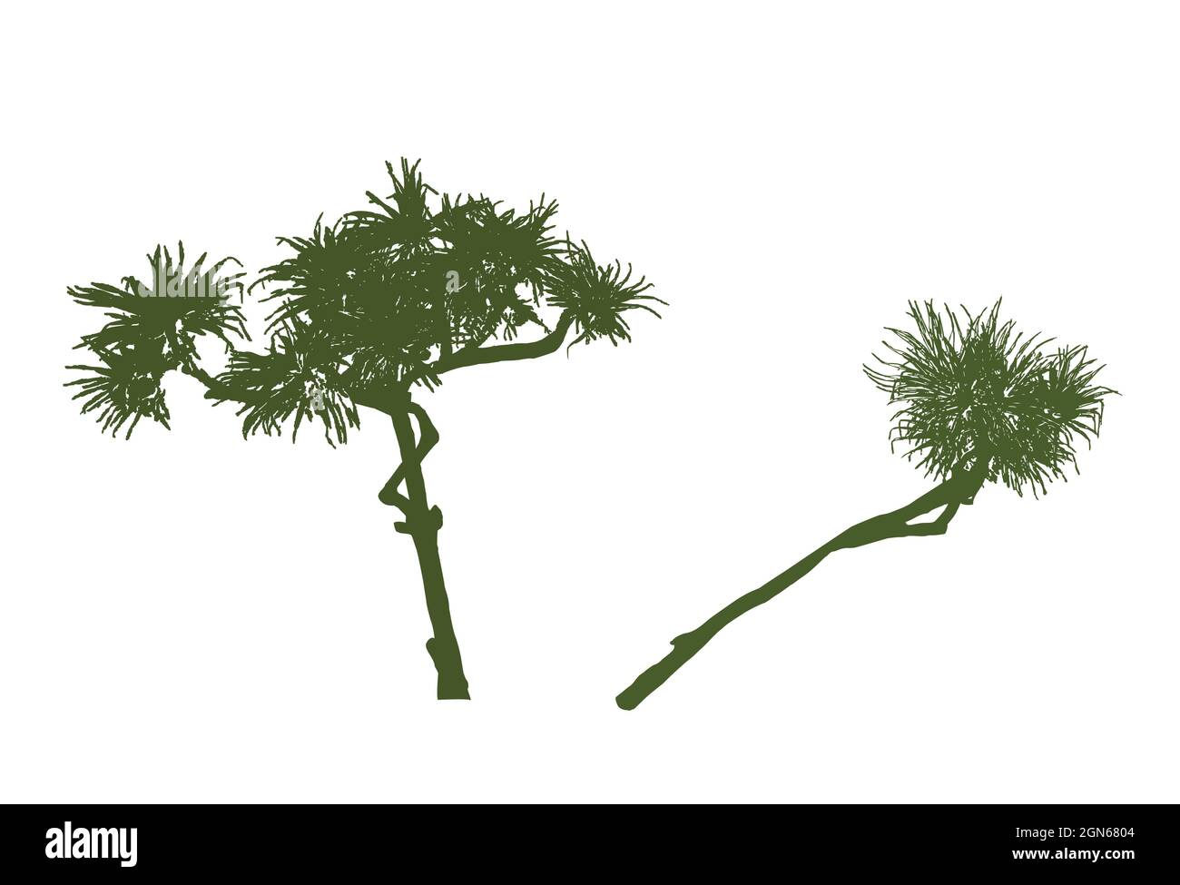 Pandanus Stock Vector Images - Alamy