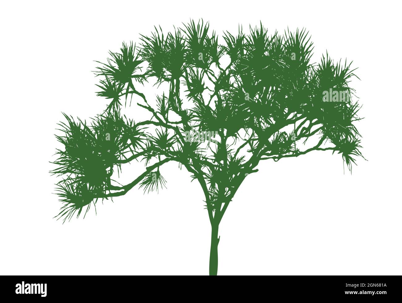 Pandanus tree green colour with white background Stock Vector Image ...