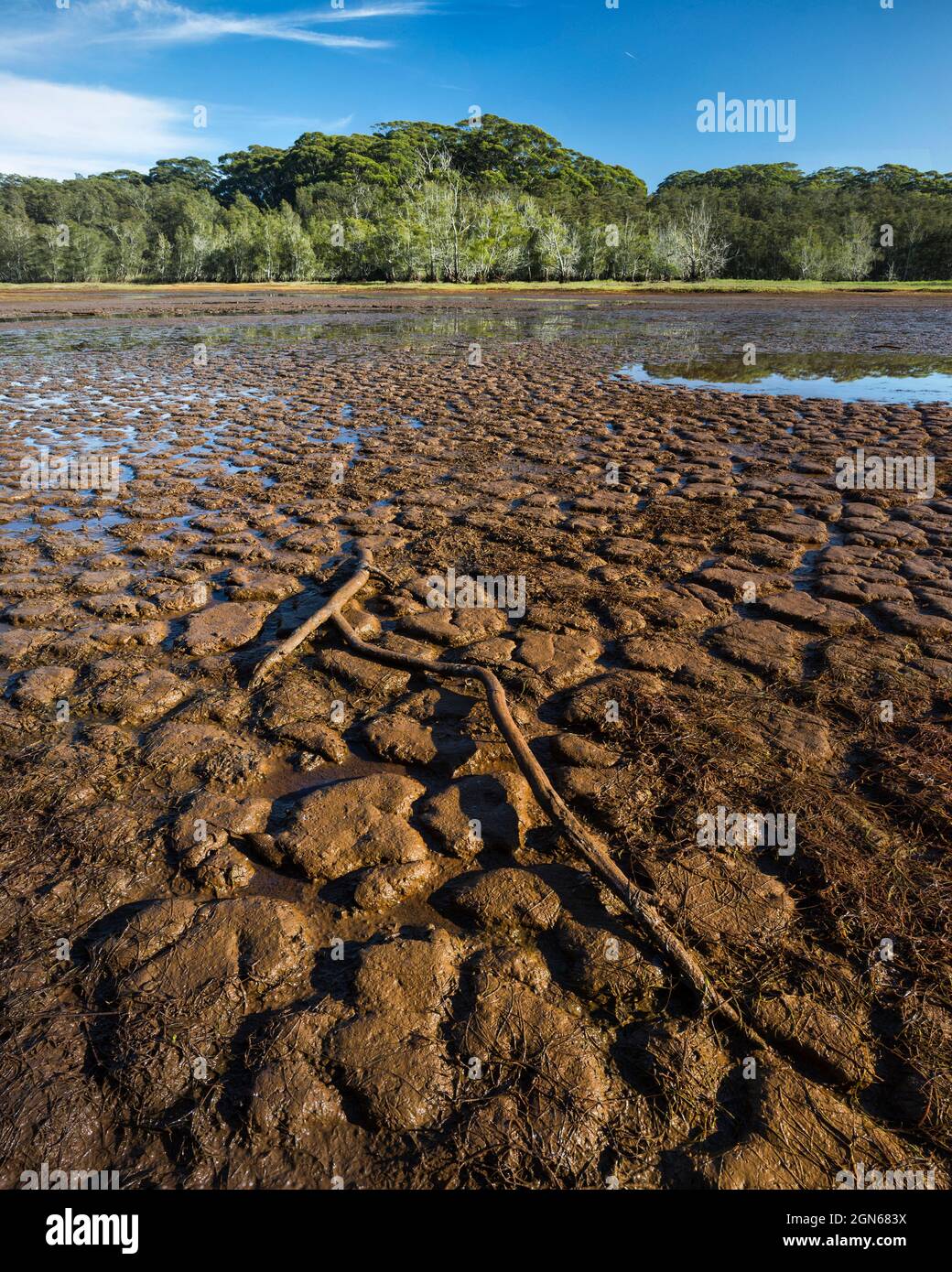 branch on mud patterns at avoca on nsw central coast Stock Photo - Alamy
