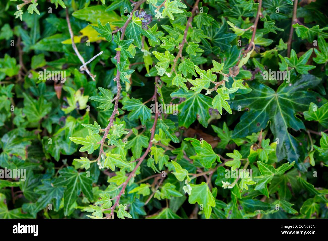 Green ivy plant hi-res stock photography and images - Alamy