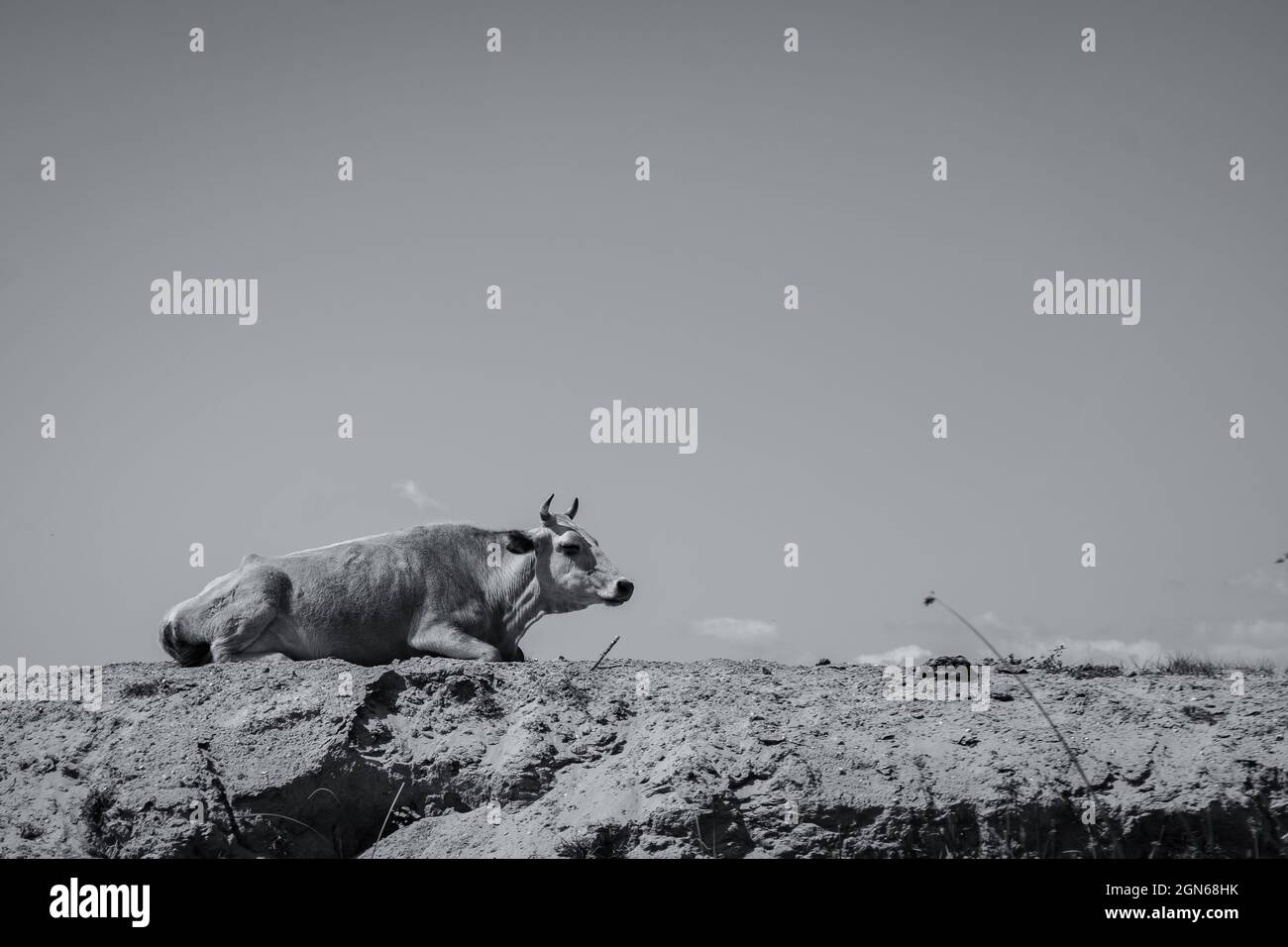 Grayscale of a cow laying on the rocks in the countryside Stock Photo ...
