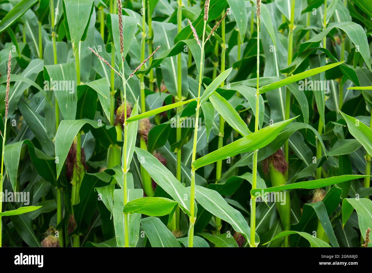 Layering plants hi-res stock photography and images - Alamy