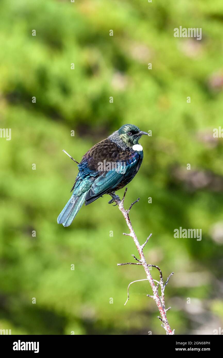 Tui branch hi-res stock photography and images - Alamy