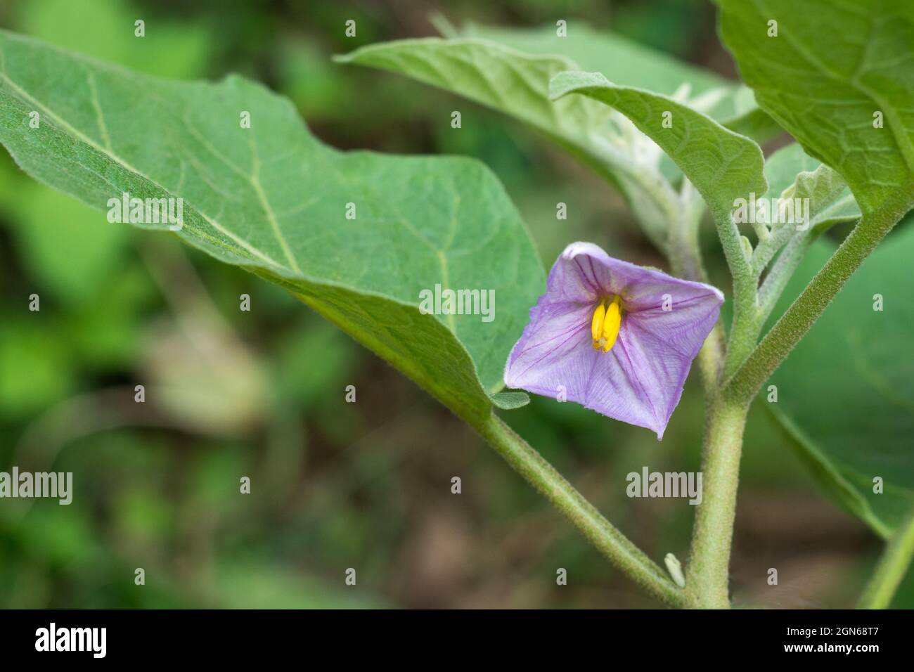 eggplant or brinjal flower, tropical perennial plant purple color ...