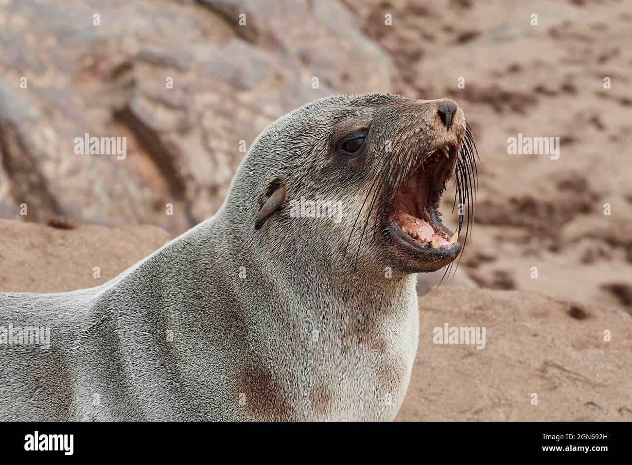 NAMIBIA, SKELTON COAST, CAPE CROSS, BROWN FUR SEAL Stock Photo - Alamy