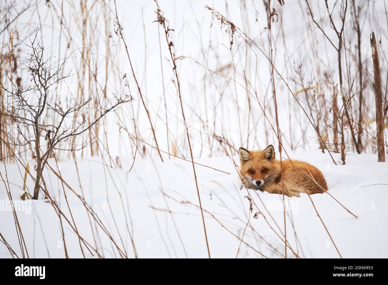 Hokkaido red fox japan hi-res stock photography and images - Alamy