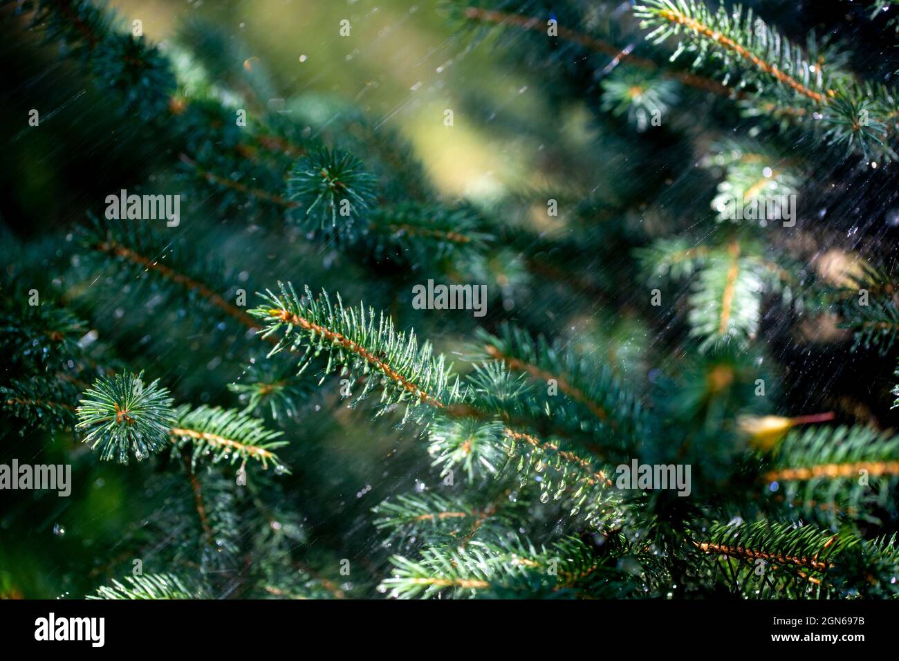 Needles of spruce branches on the background of splashing water Stock ...