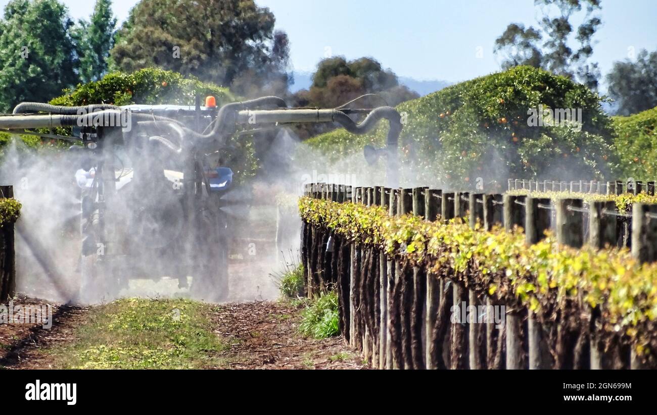 Tractor spraying grape vines Stock Photo - Alamy