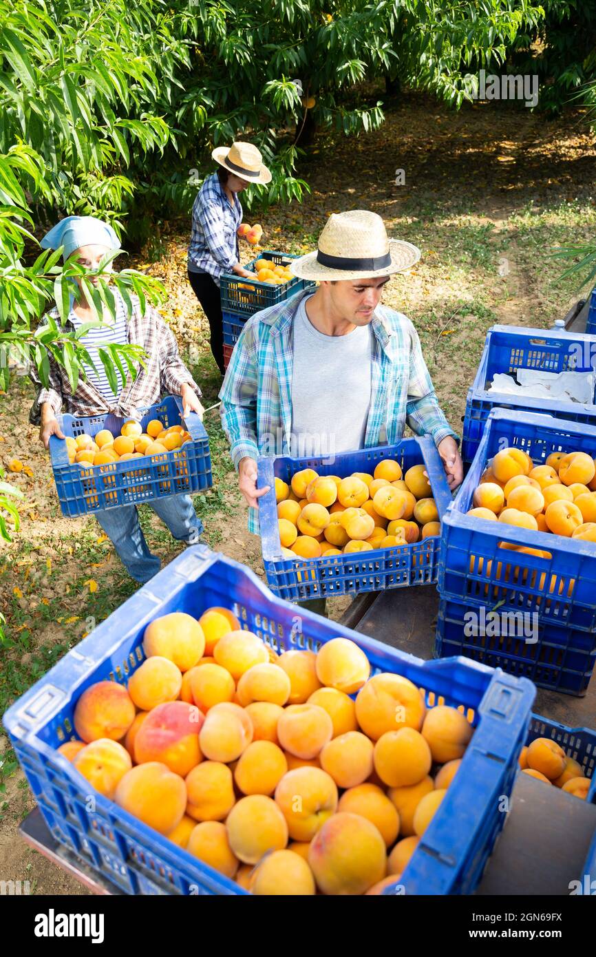 Active farmers team puts boxes of ripe peaches Stock Photo - Alamy