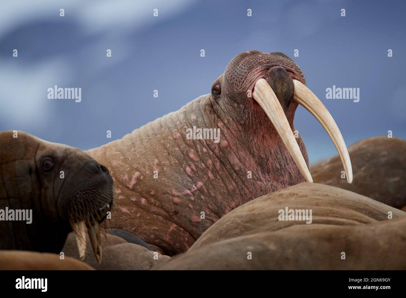 Walrus close up svalbard norway hi-res stock photography and images - Alamy